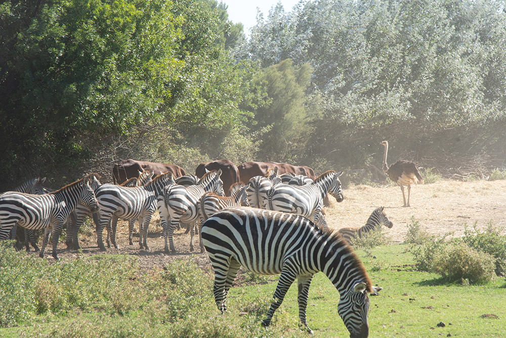 [PhD defence] 24/06/2025 - Cloé JOLY: "Ecology, ethology and parasite ...